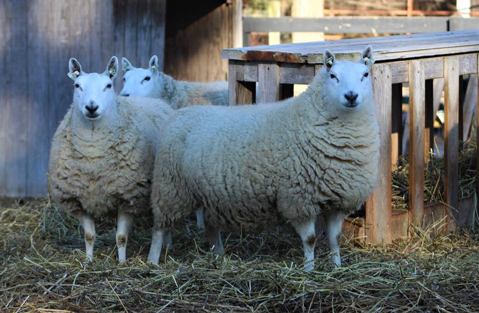 Ugly Dog's Farm - ACSS Registered - Border Cheviots