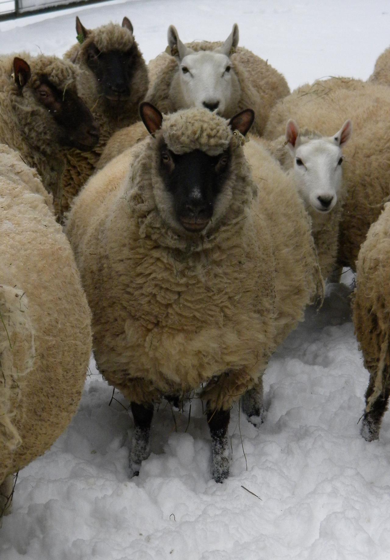 Ugly Dog's Farm - NACFA Registered - Clun Forest